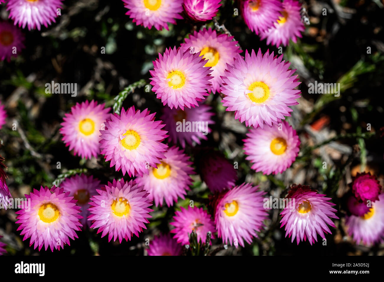 Pink everlasting flower hi-res stock photography and images - Alamy