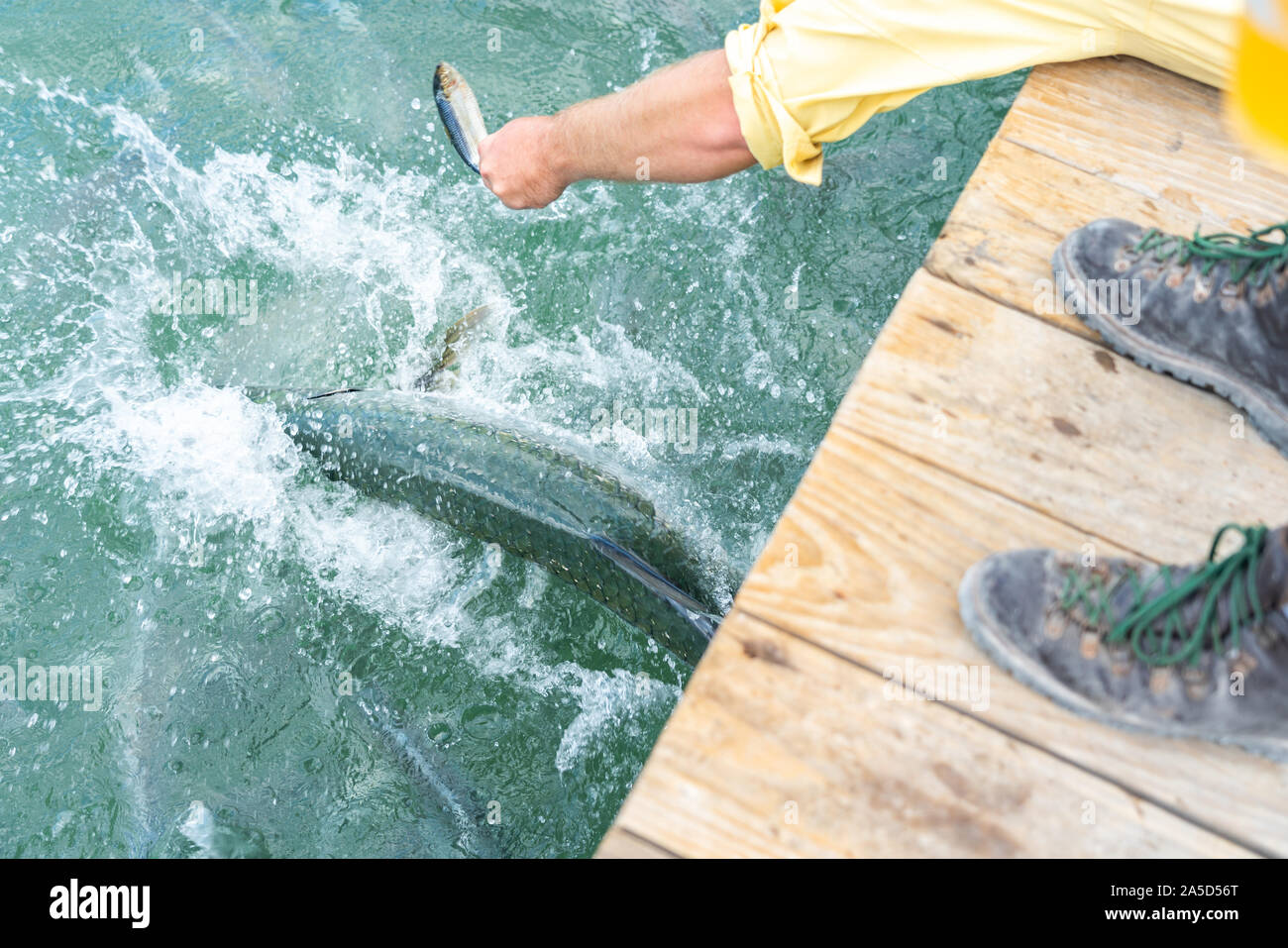 Feeding big fish by hand from pier Stock Photo - Alamy