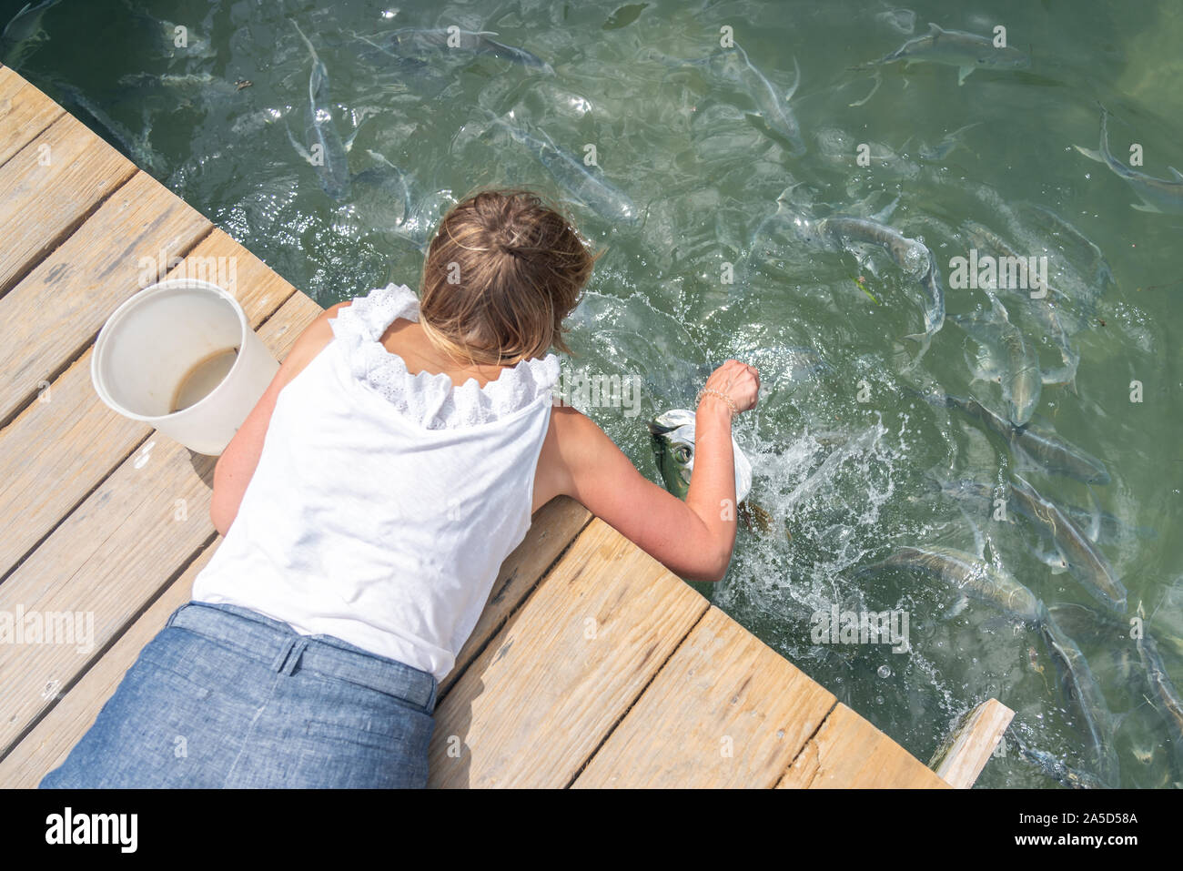 Feeding big fish by hand from pier Stock Photo - Alamy
