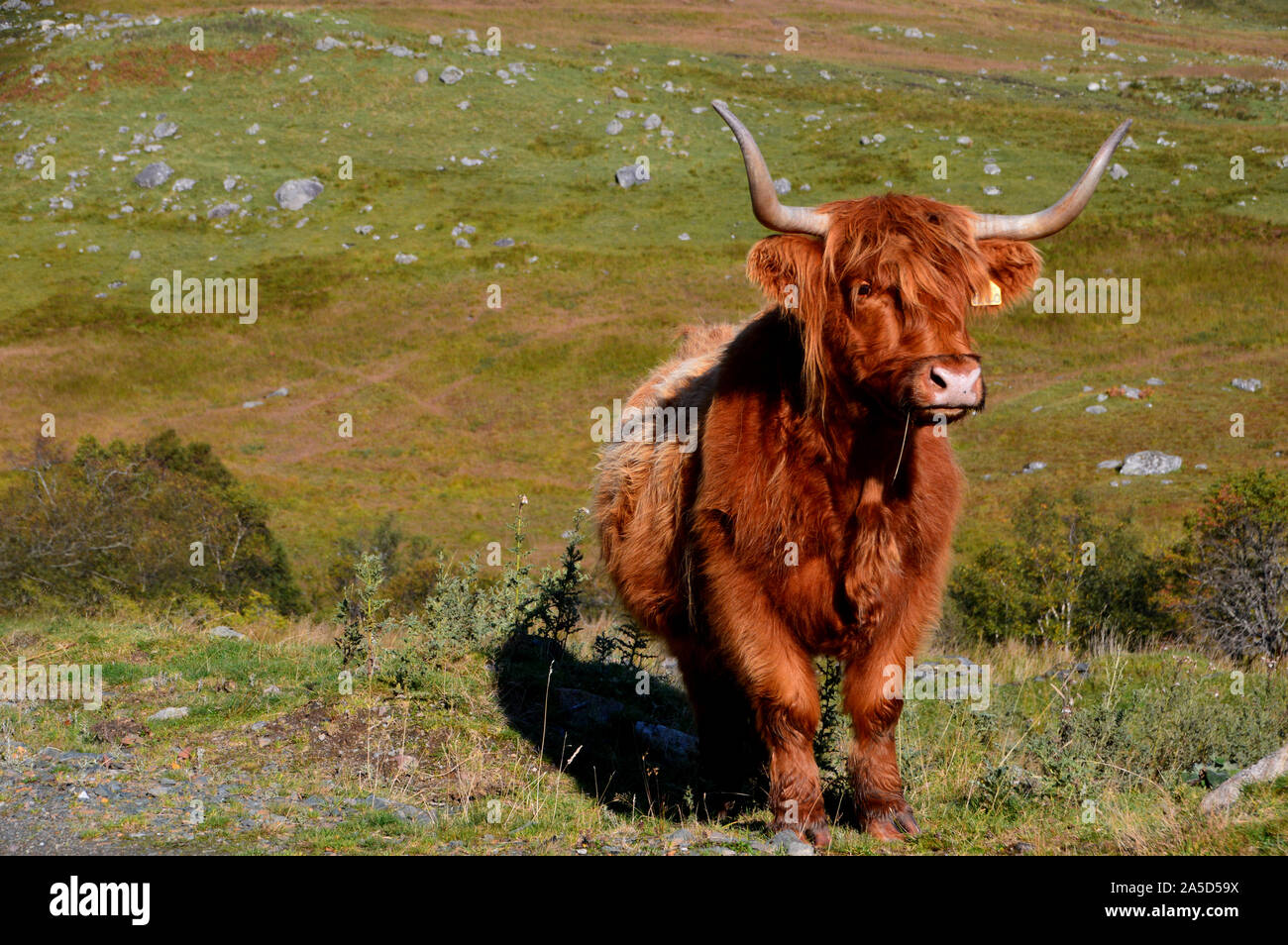 Ginger/Red Highland Cattle Cow Looking Ahead, Scottish Highlands ...