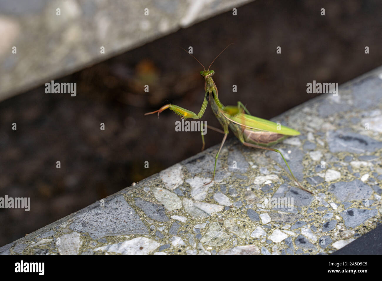 Praying mantis face close up hi-res stock photography and images - Alamy