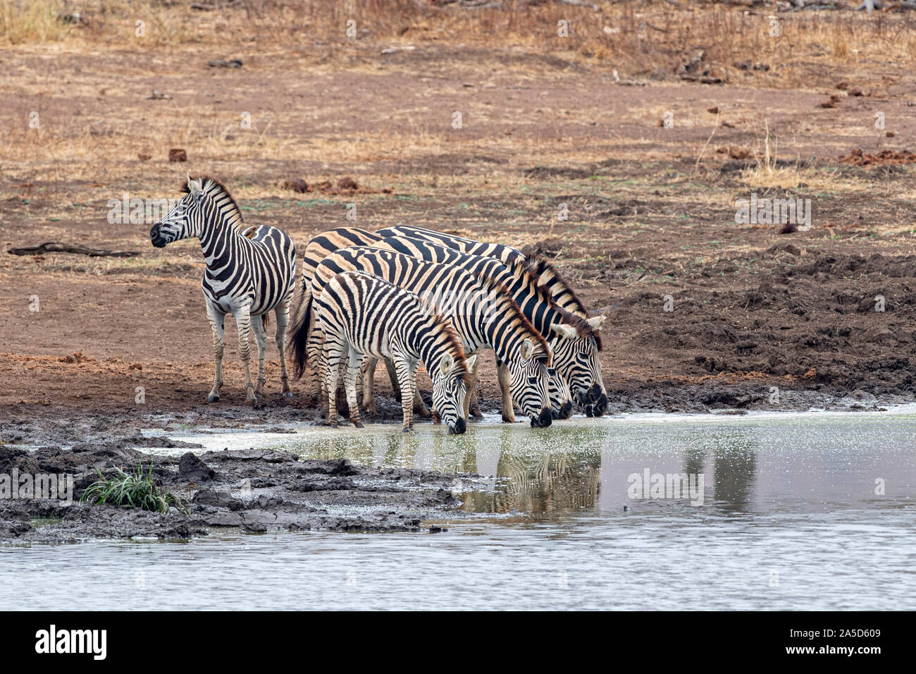 zebra group drinking at the pool in kruger park south africa with water ...