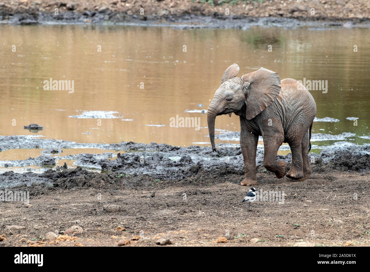 baby elephant waving trunk in kruger park south africa portrait Stock ...