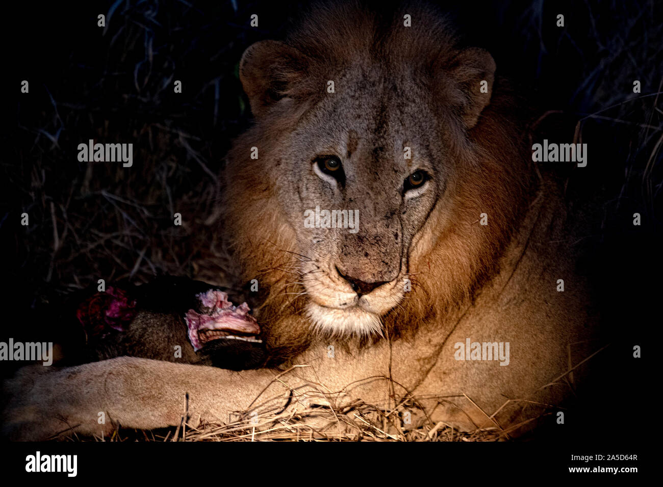 male lion in kruger park south africa close up while eating a gnu Stock ...