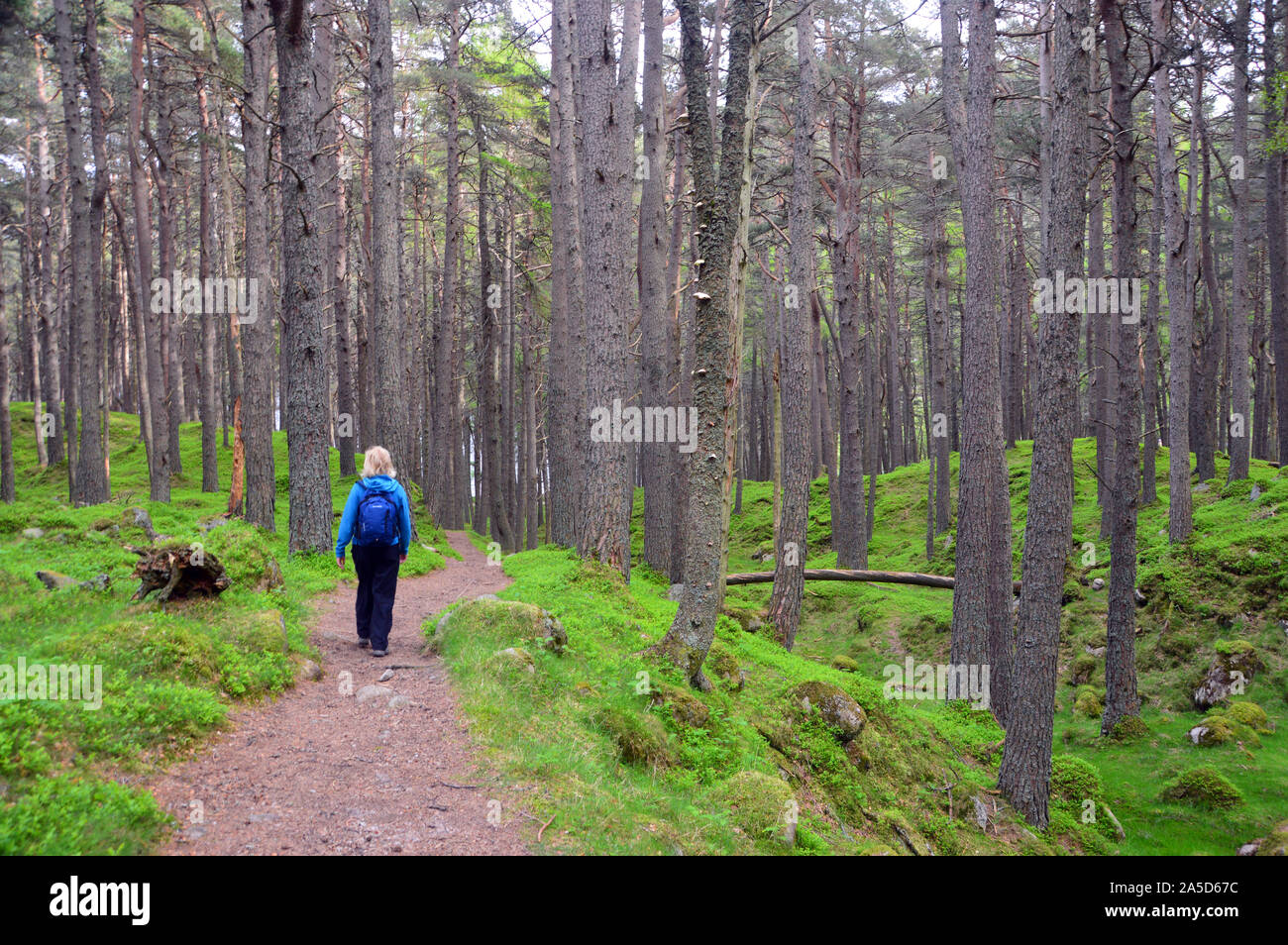 Lady walking in the woods hi-res stock photography and images - Alamy