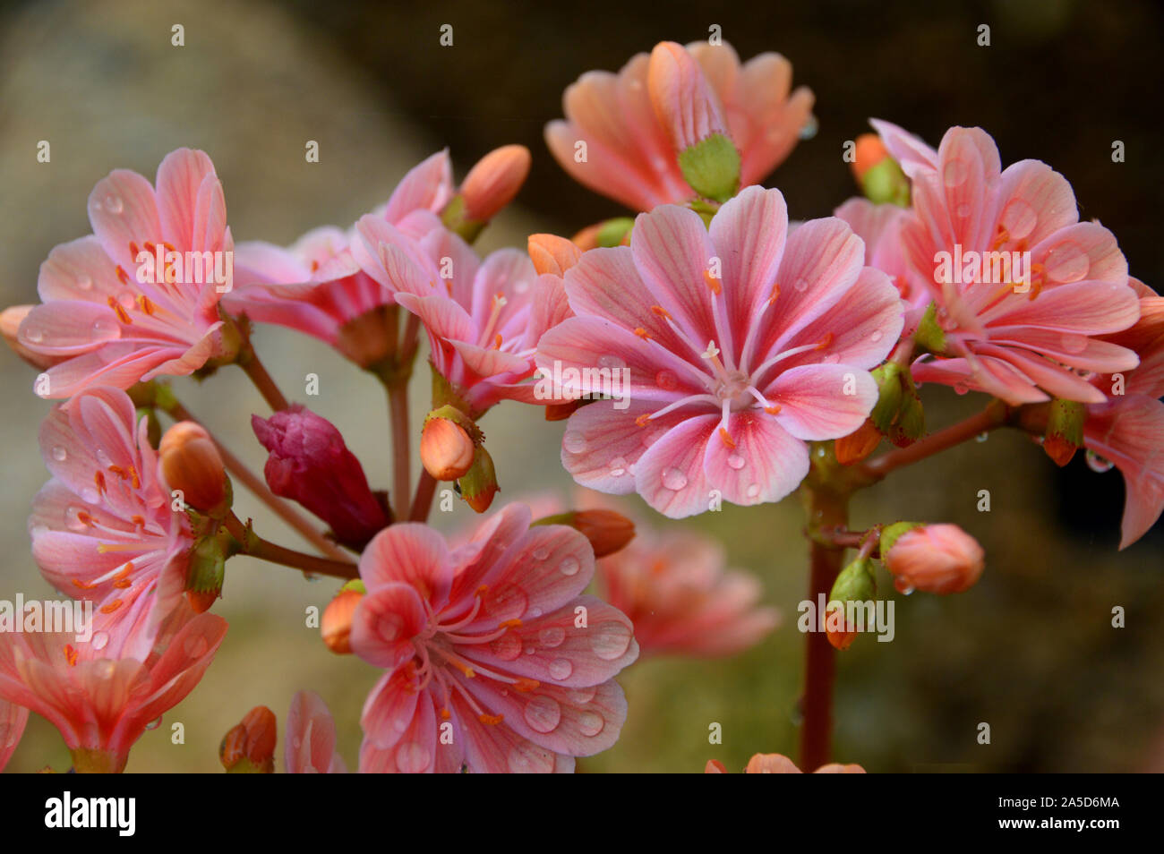 Lewisia flowers hi-res stock photography and images - Alamy
