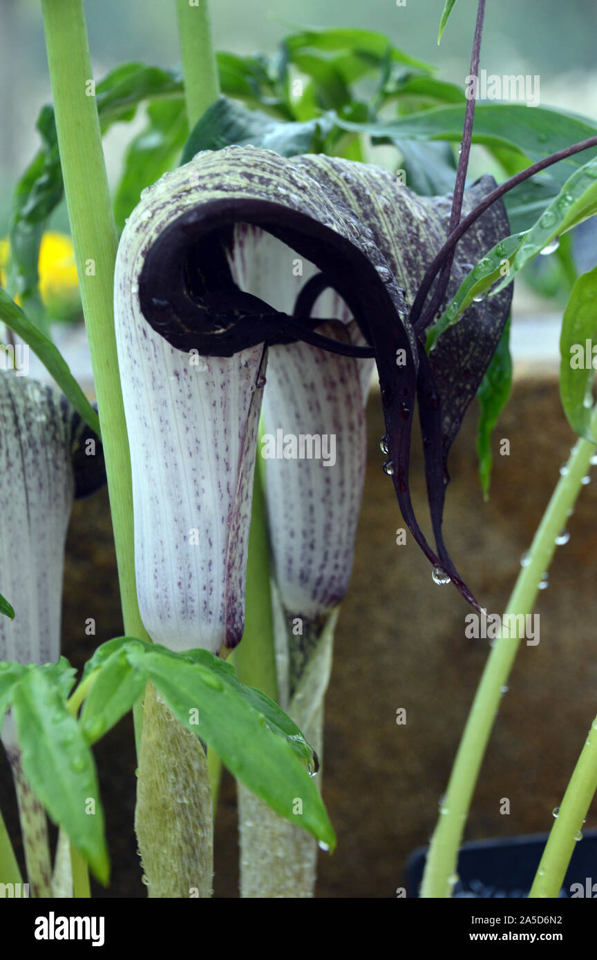 Japanese Cobra Lily (Arisaema thunbergii 'urashima') Plants grown in ...