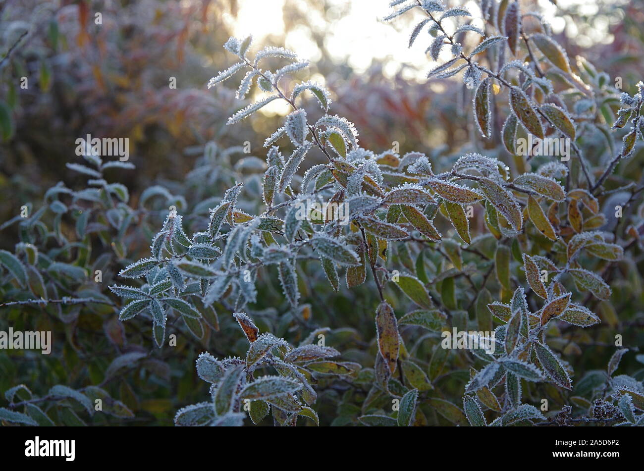 First frost in the garden on a cold autumn morning in Dalarna,Sweden ...
