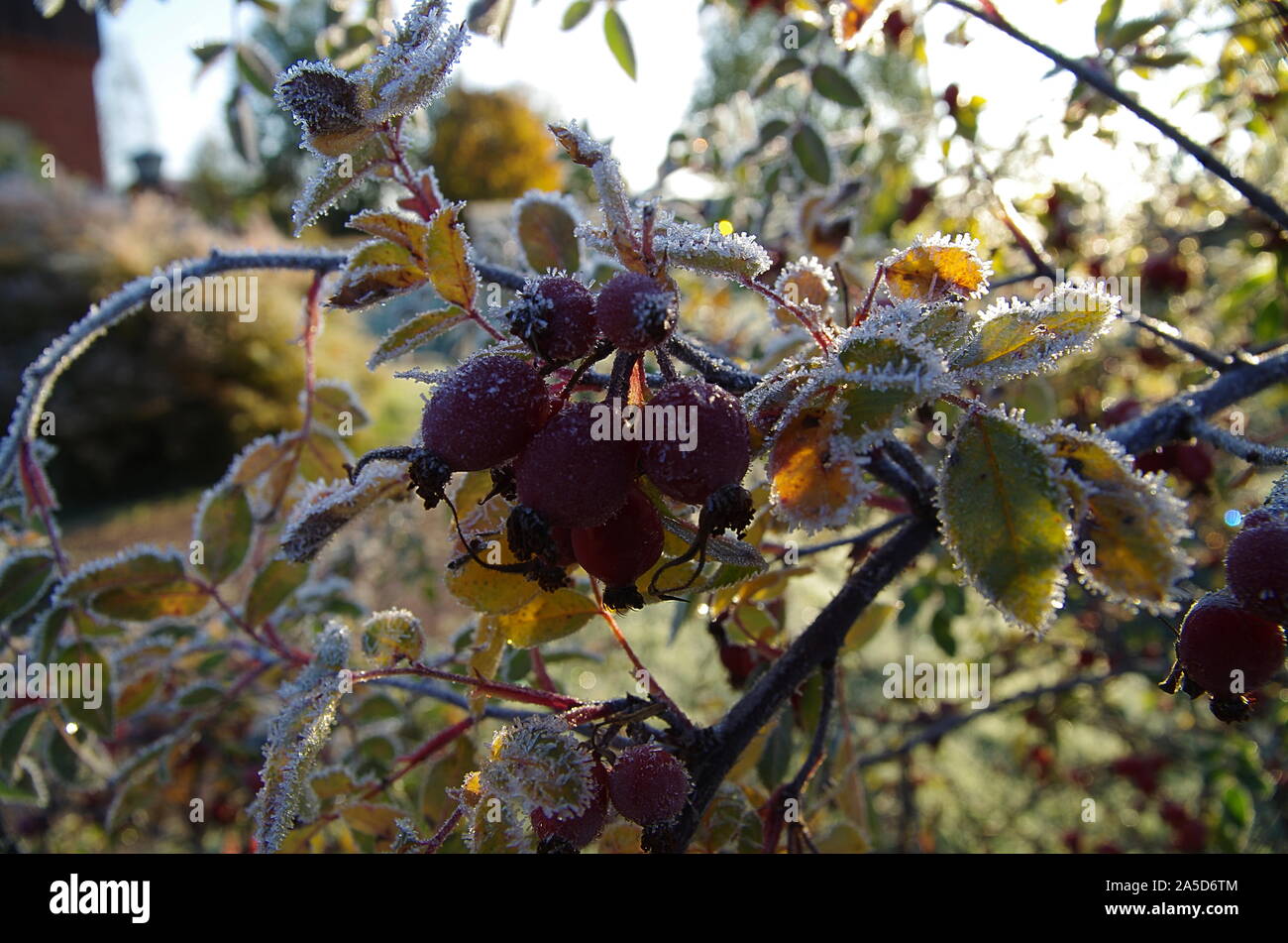 First frost in the garden on a cold autumn morning in Dalarna,Sweden ...