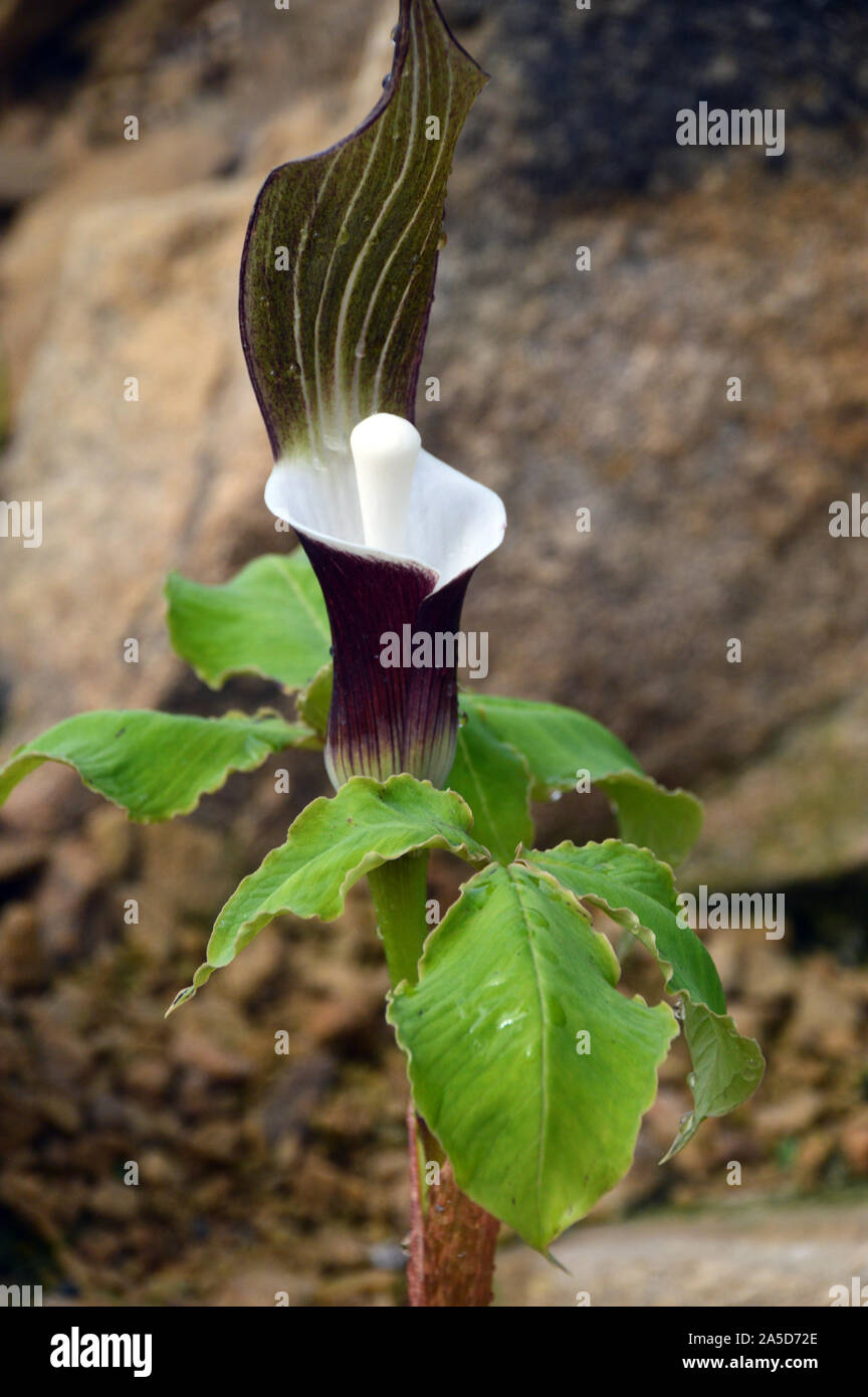 Arisaema Sikokianum