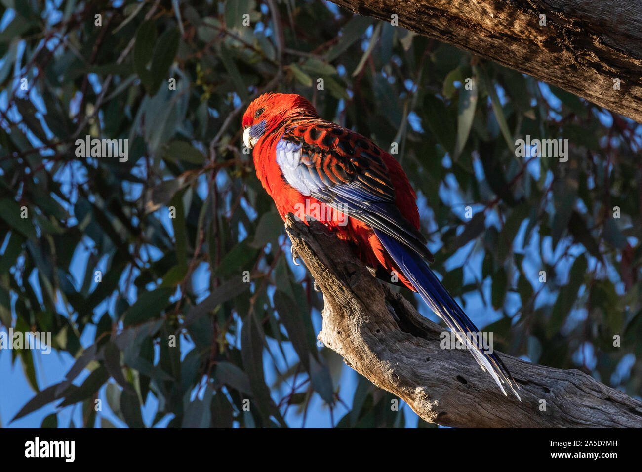 Rosella in flight hi-res stock photography and images - Alamy
