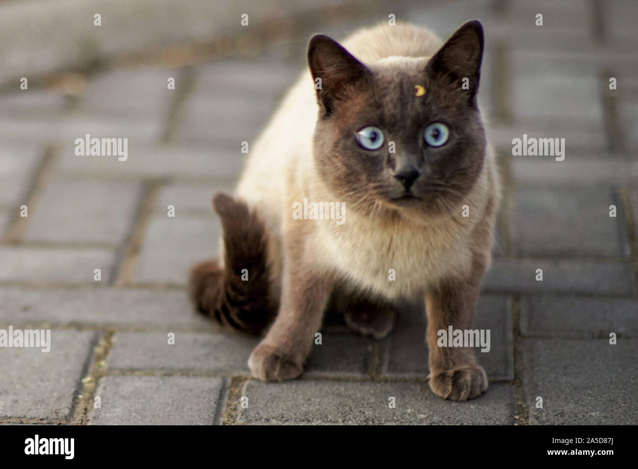 Siamese cat face seamless hi-res stock photography and images - Alamy
