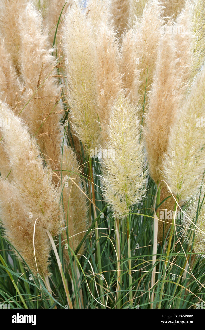 silver colored flowers of cortaderia selloana, the pampas grass, in ...