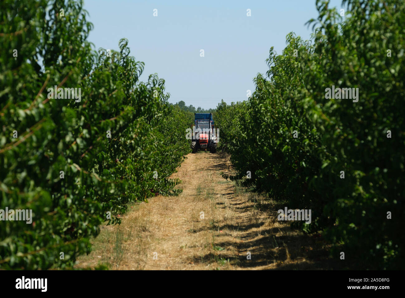 Summer peach orchard hi-res stock photography and images - Alamy