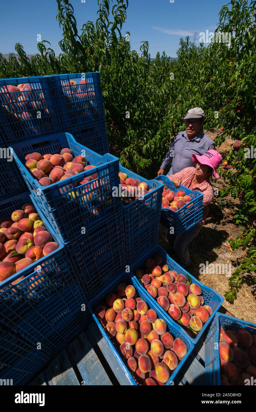 People picking fruit on a orchard Stock Photo - Alamy
