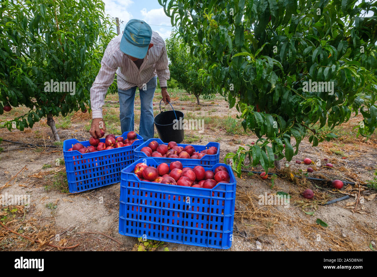Fruit Picking Australia High Resolution Stock Photography and Images ...