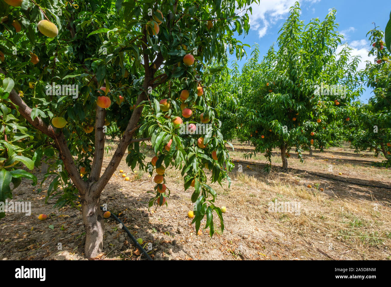 Peach trees in an orchard in the region of Cova da Beira, central ...