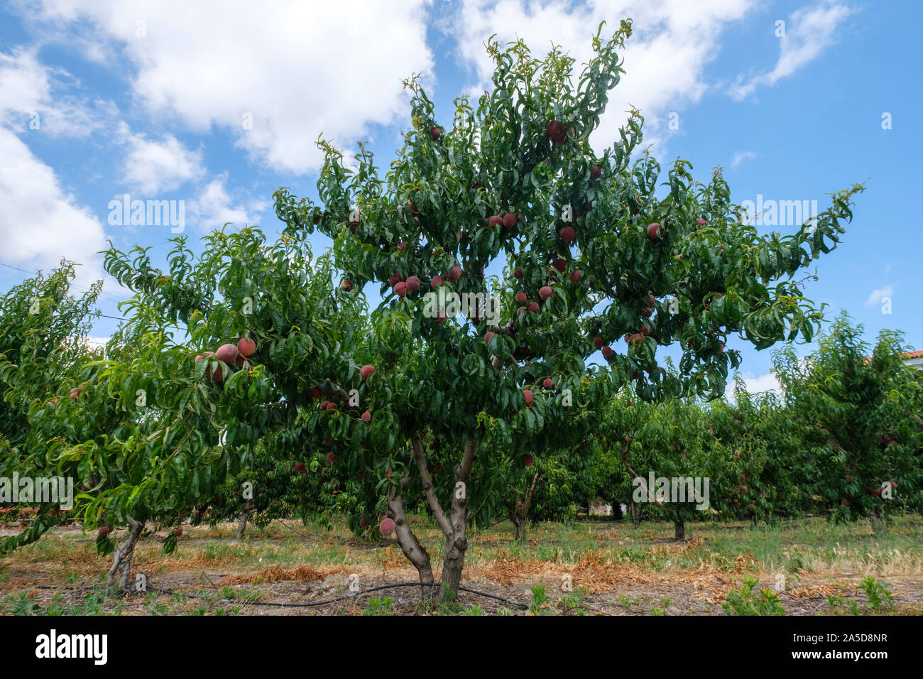 Peach trees in an orchard in the region of Cova da Beira, central ...