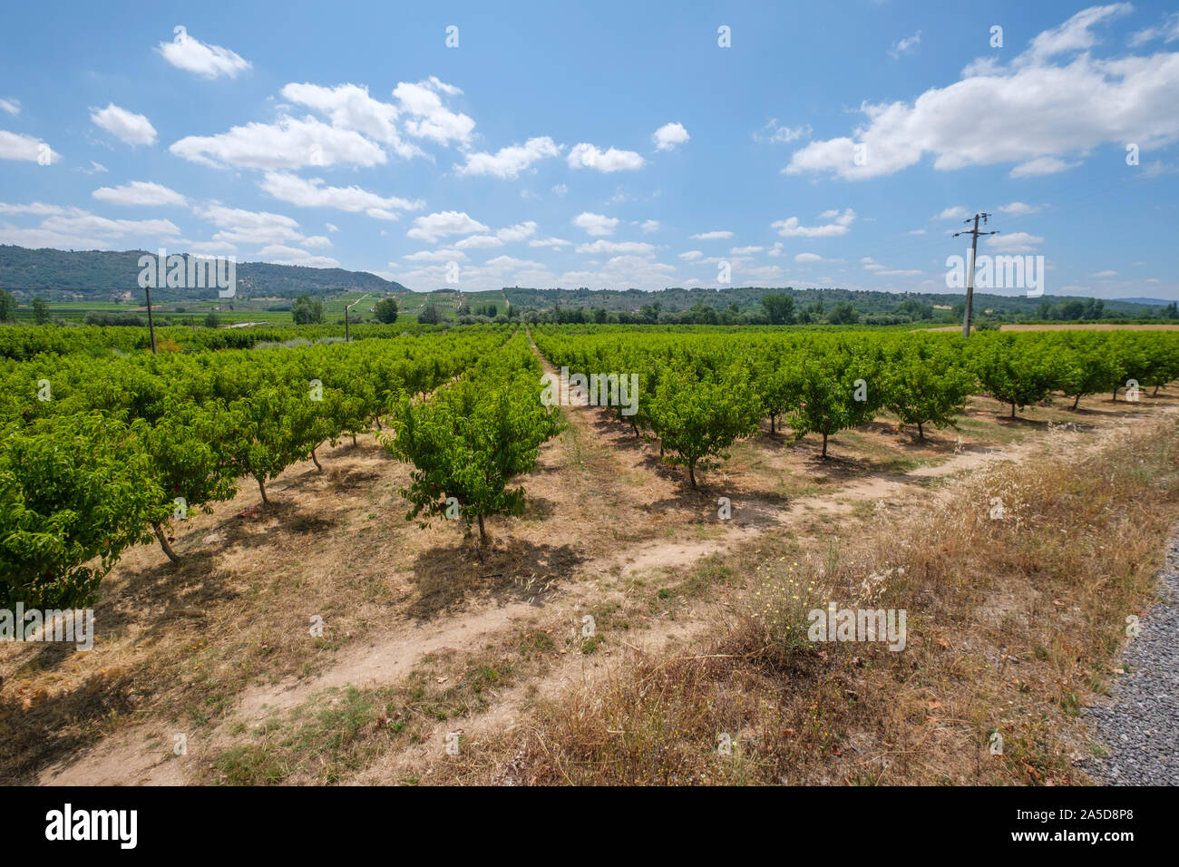 Portuguese fruit trees hi-res stock photography and images - Alamy