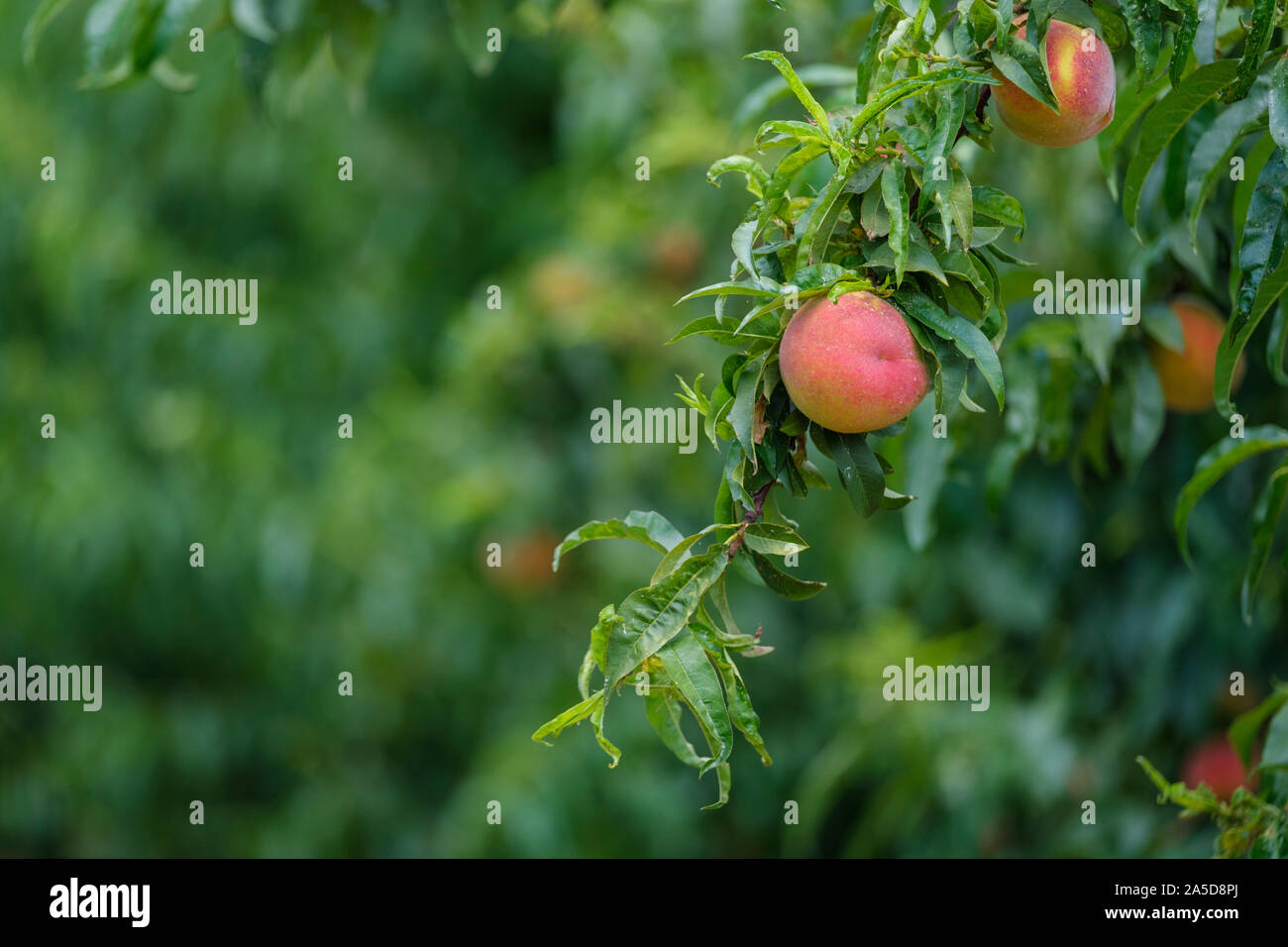 Portuguese fruit trees hi-res stock photography and images - Alamy