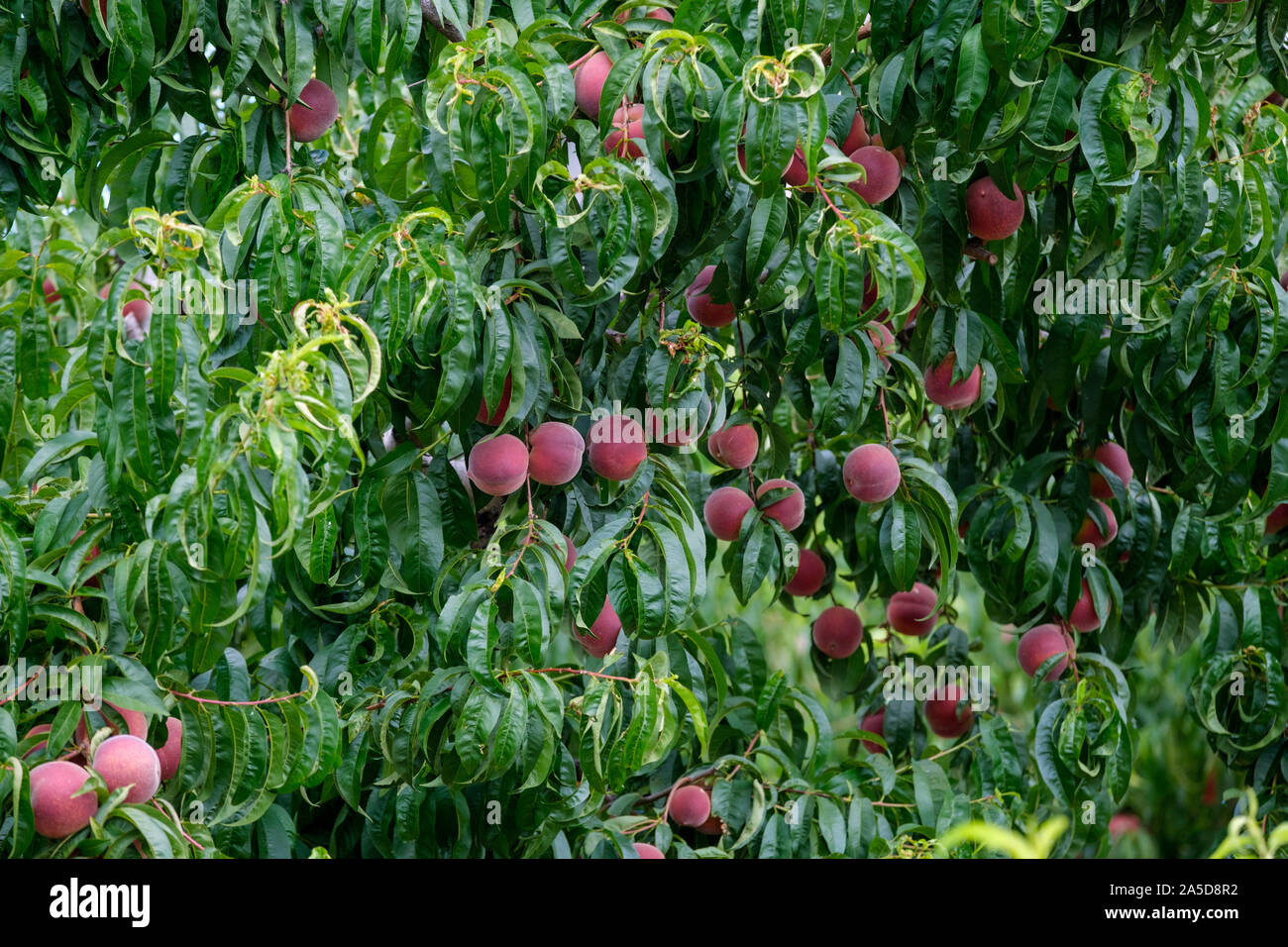 Peach Fruit Uk Garden High Resolution Stock Photography and Images - Alamy