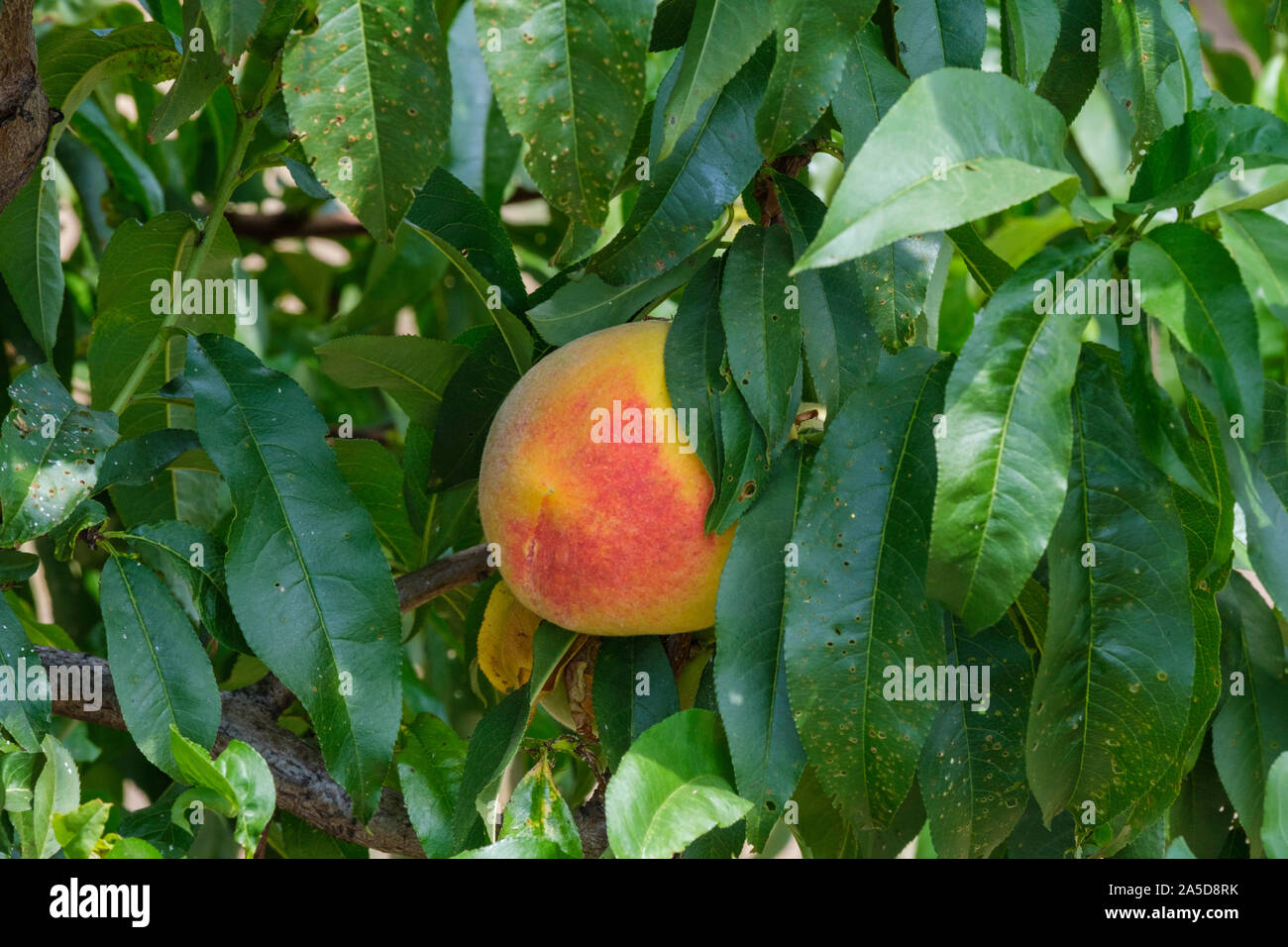 Peach trees hi-res stock photography and images - Alamy