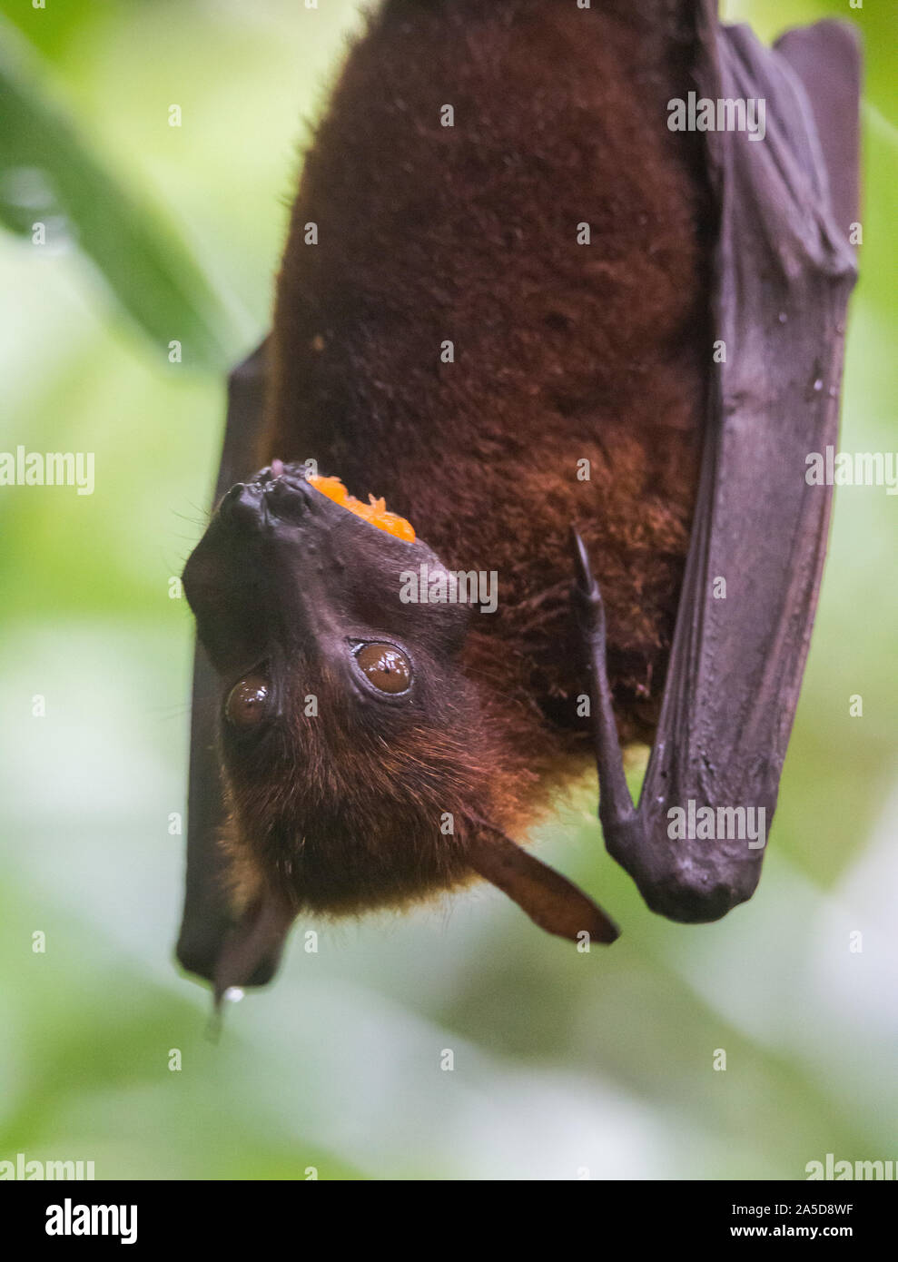 Fruit Bat Also Known As Flying Fox With Big Leather Wings Hanging Upside And Down Eating Juicy