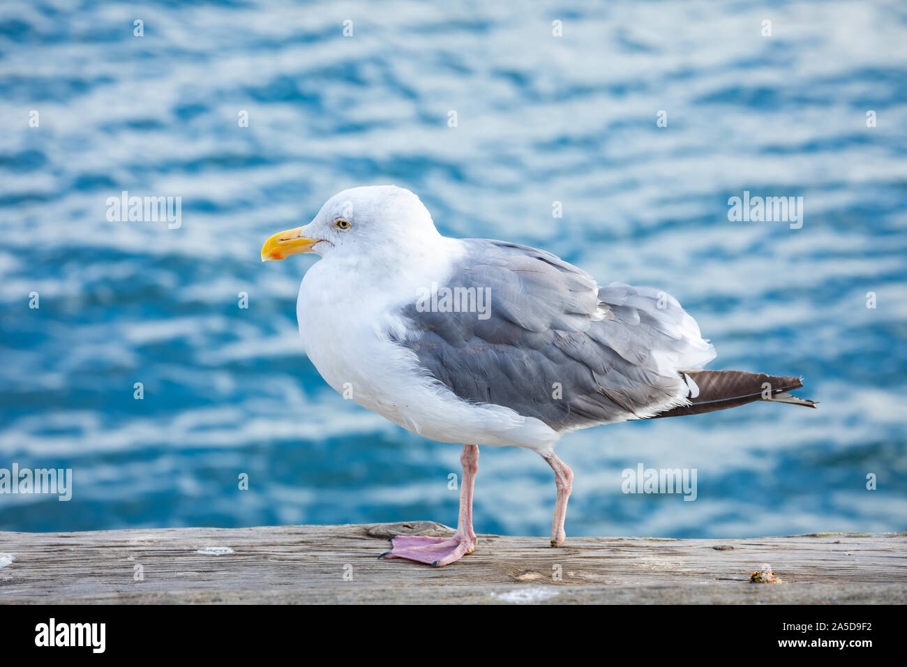 Deformed leg hi-res stock photography and images - Alamy
