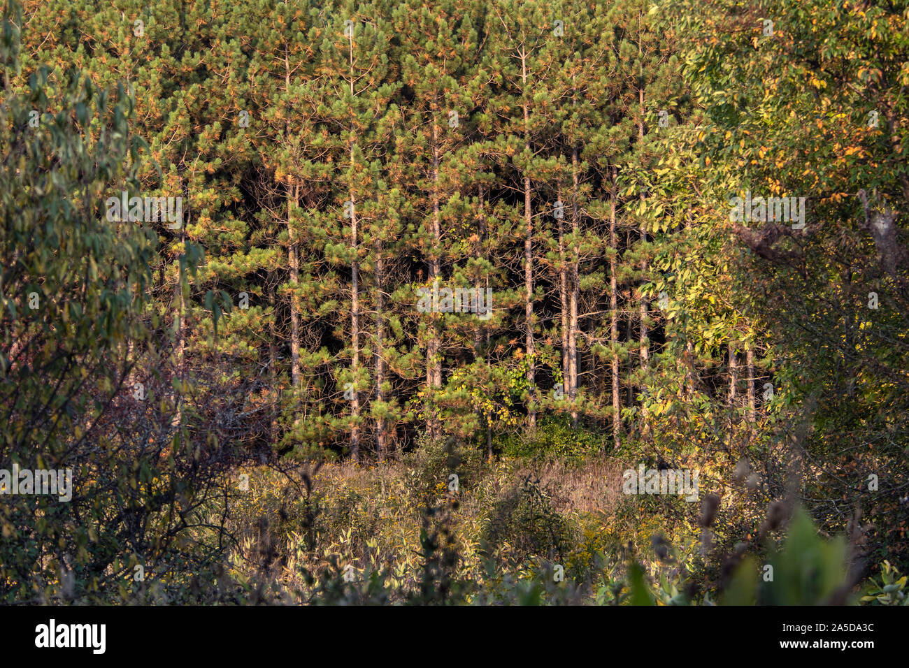 Forks of the credit hi-res stock photography and images - Alamy
