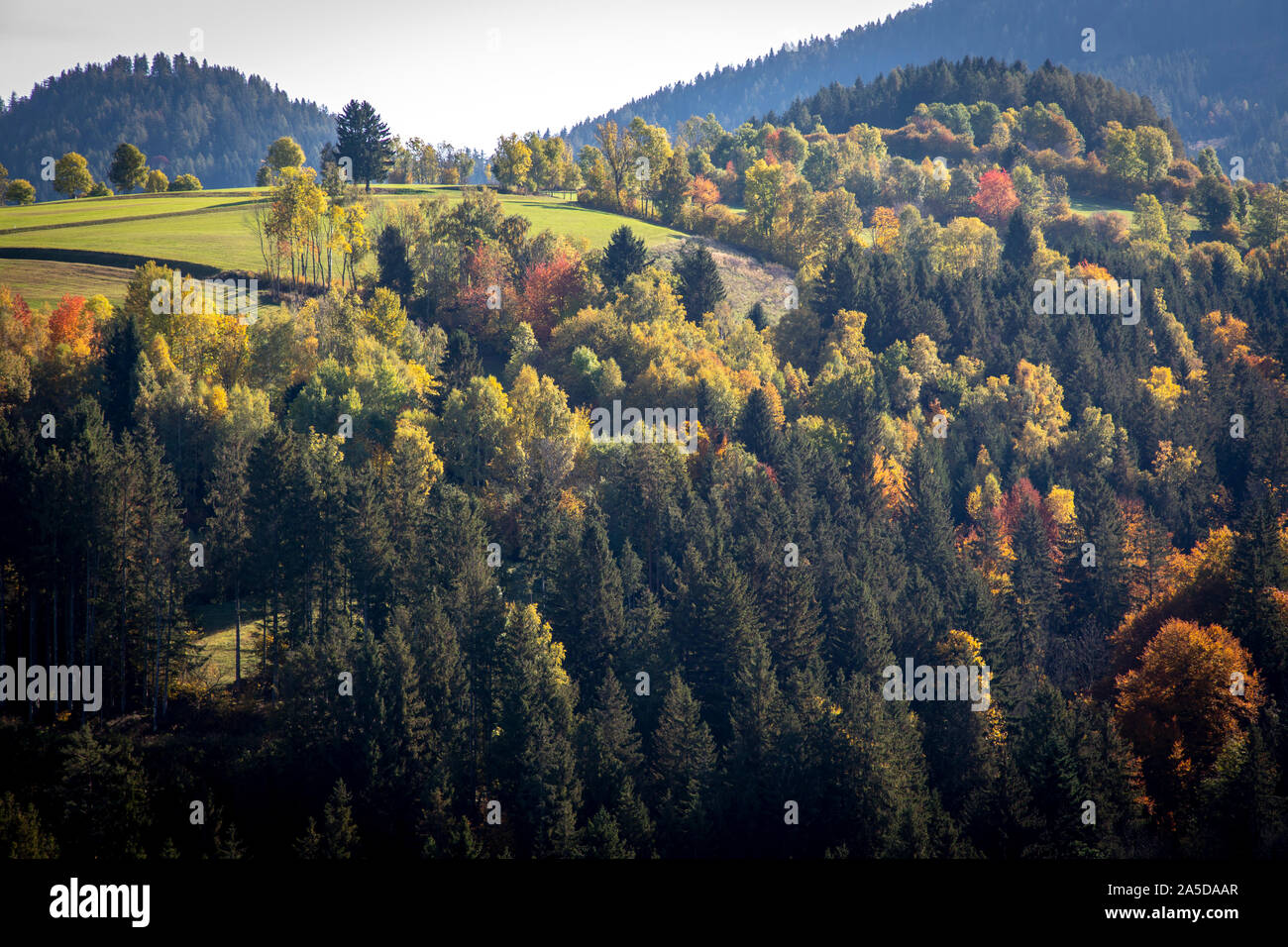 Styrian tree hi-res stock photography and images - Alamy