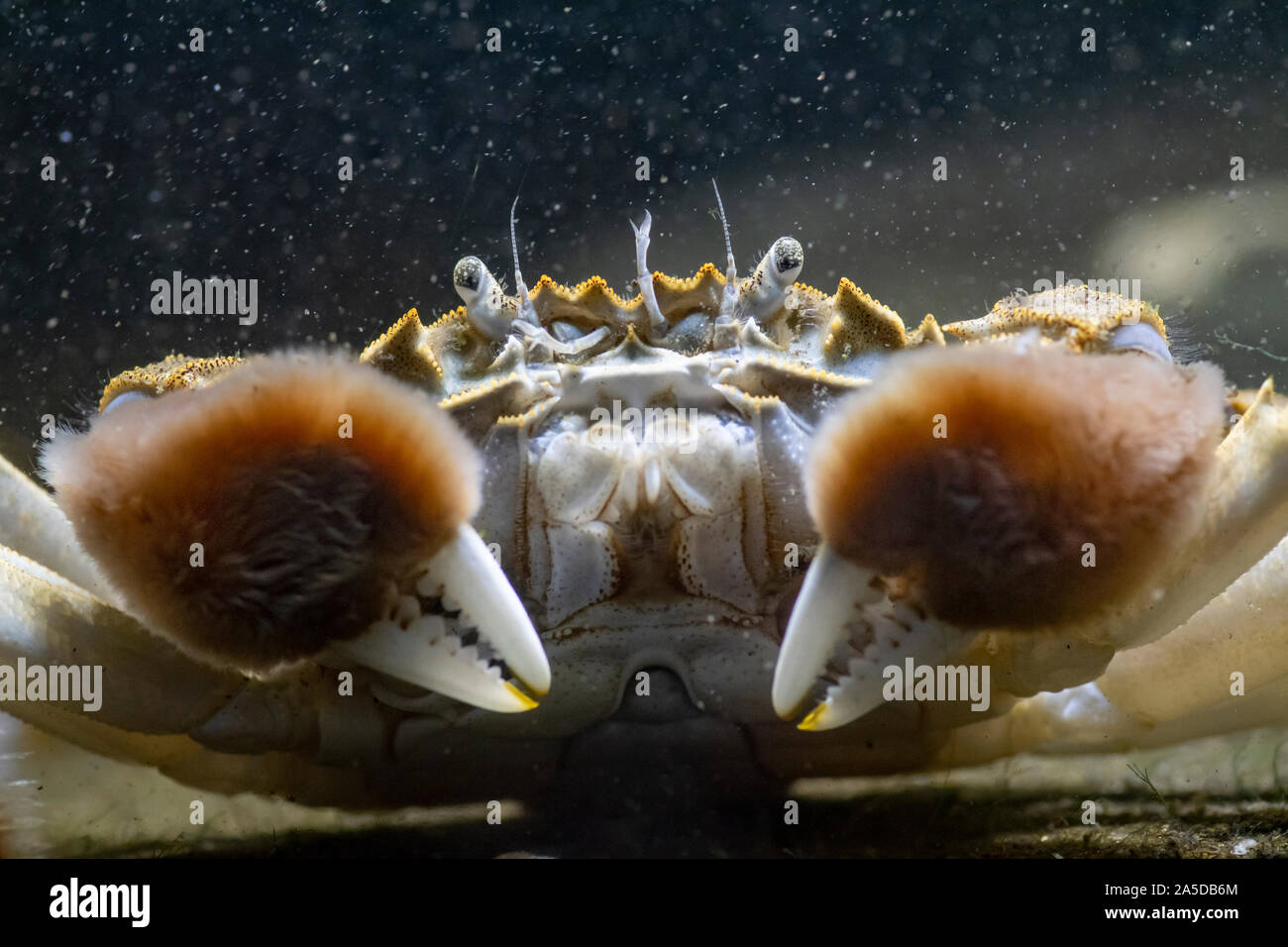 Chinese Mitten Crab, Eriocheir sinensis, Crab on the riverbed ,Captive ...