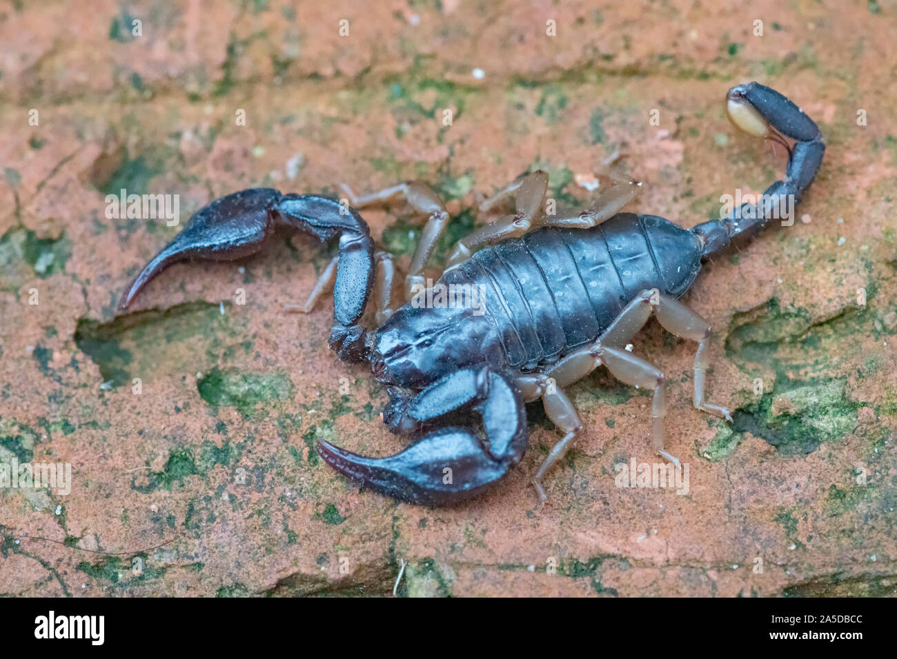 European yellow tailed scorpion hi-res stock photography and images - Alamy