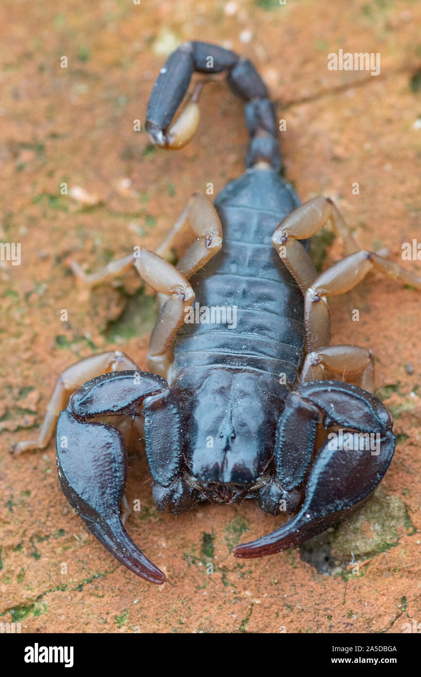 European yellow-tailed scorpion, Euscorpius flavicaudis, on brick wall ...