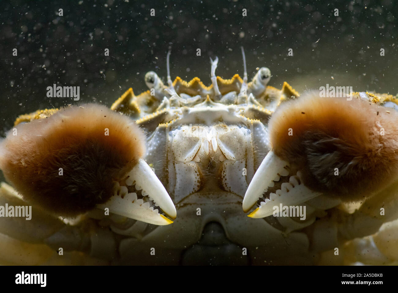 Chinese Mitten Crab, Eriocheir sinensis, Crab on the riverbed ,Captive ...