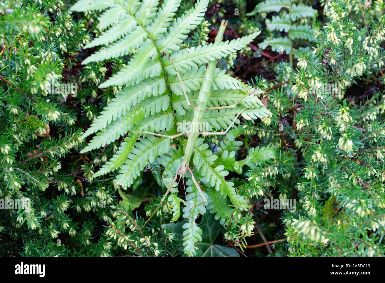 Unarmed Stick Insect, Acanthoxyla inermis, climbing in a garden ...