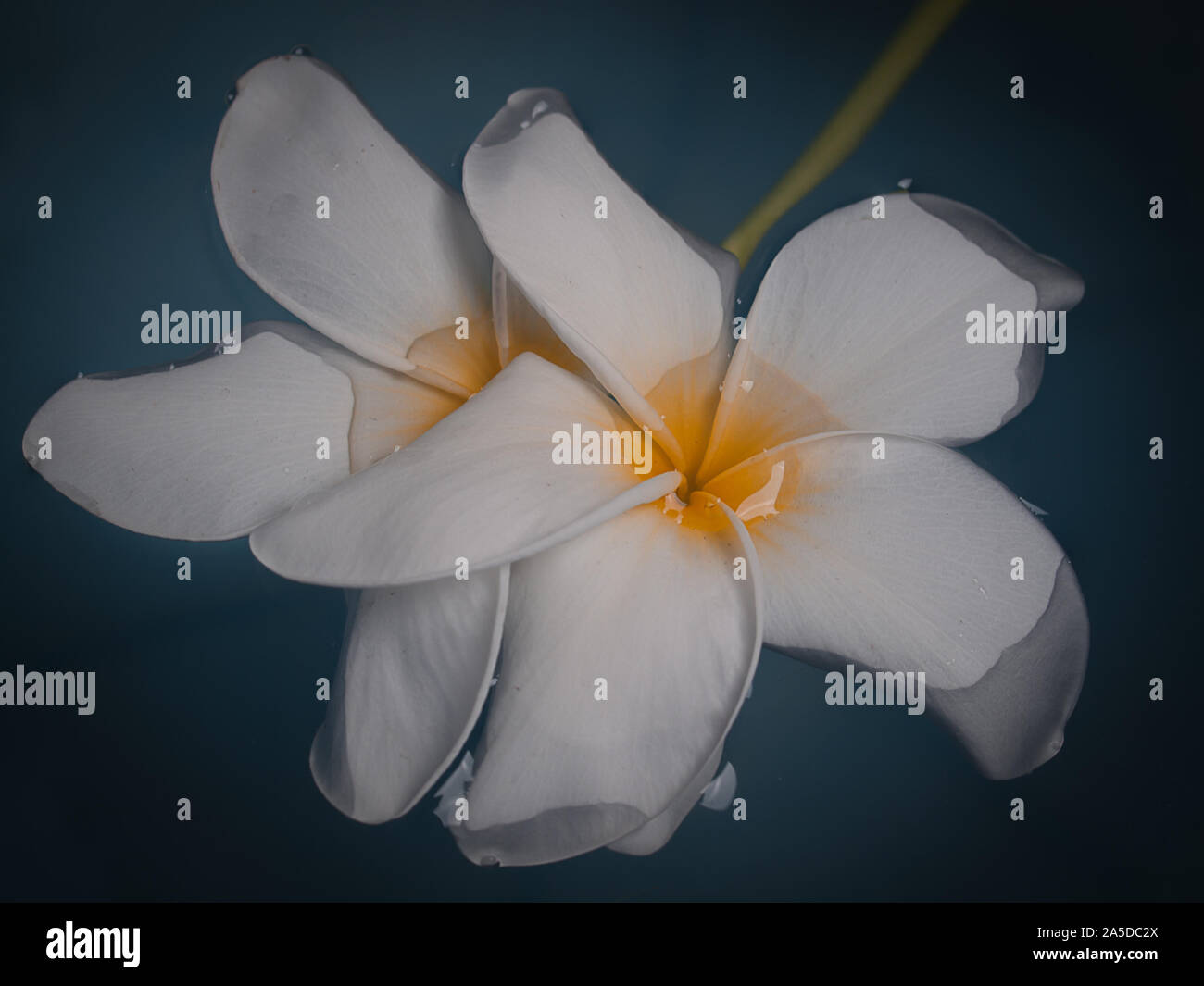 Native frangipani hi-res stock photography and images - Alamy