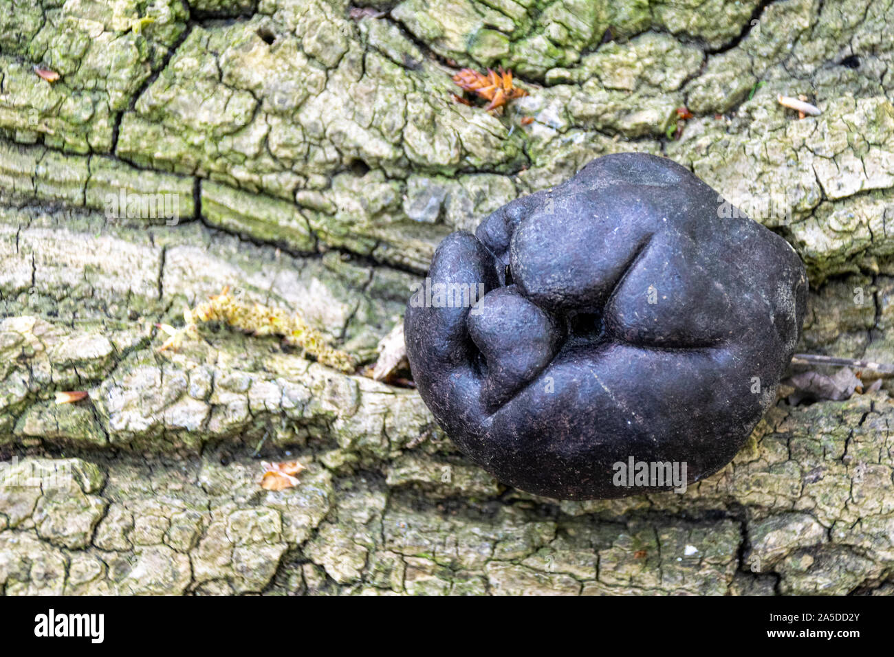 Daldinia concentrica fungi, also known as King Alfred's cake, cramp ...