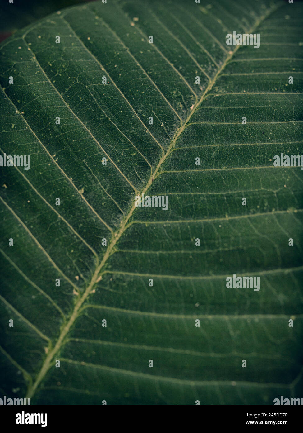 leaf surface , texture, background. (Vintage Style Stock Photo - Alamy