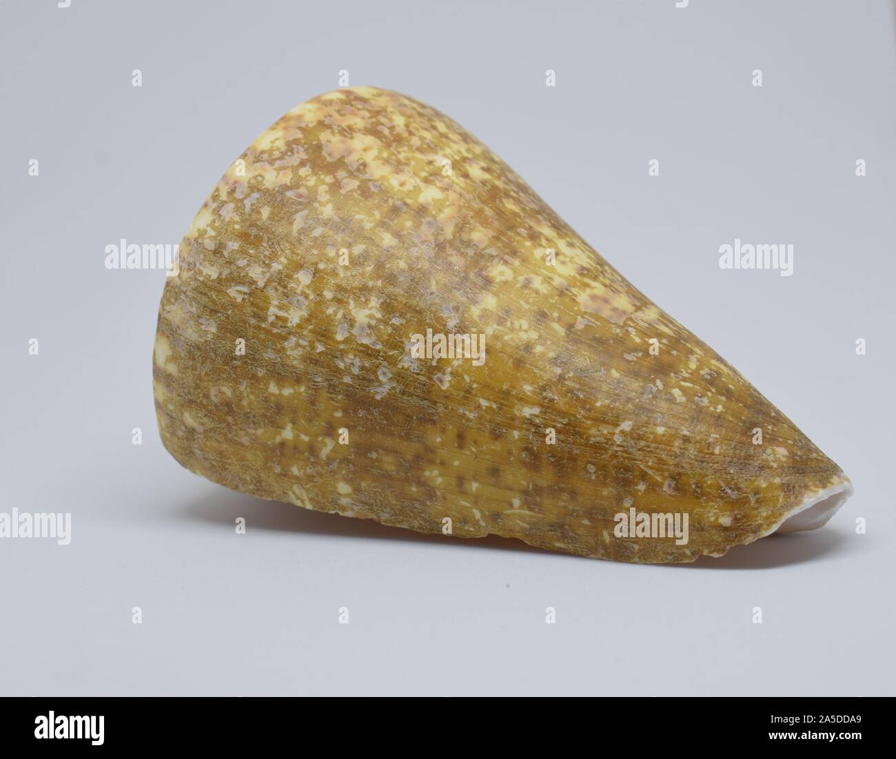 Strombus Bobonius prehistoric seashell side view on white background ...