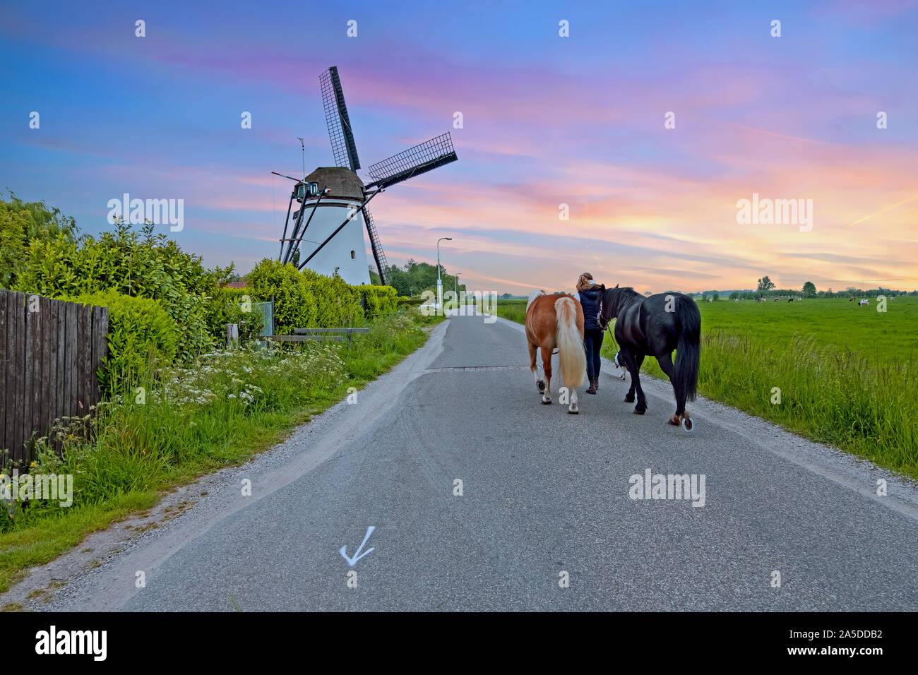 Dutch landscape with a traditional windmill in the countryside from the ...