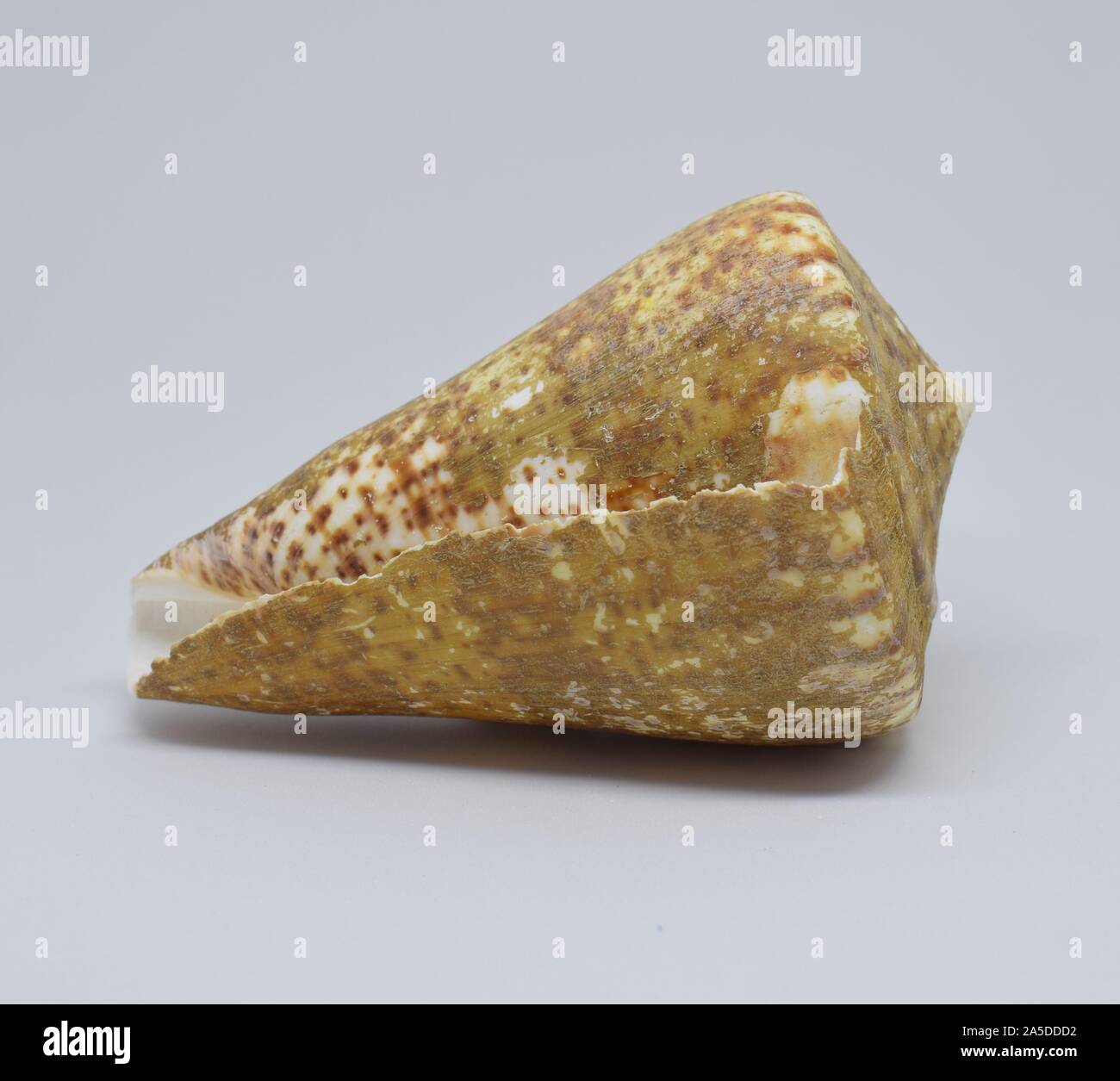 Big conch of Strombus Bobonius whole on white background. Natural ...