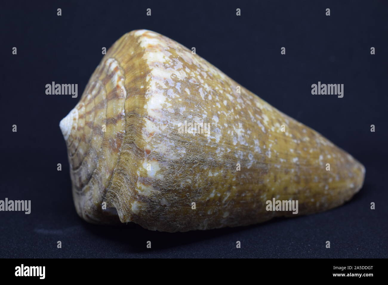 Big conch of Strombus Bobonius whole on white background. Natural ...