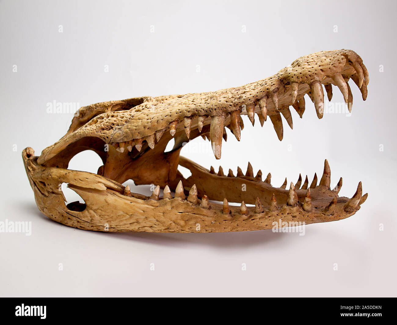 Crocodile jaw bone hi-res stock photography and images - Alamy