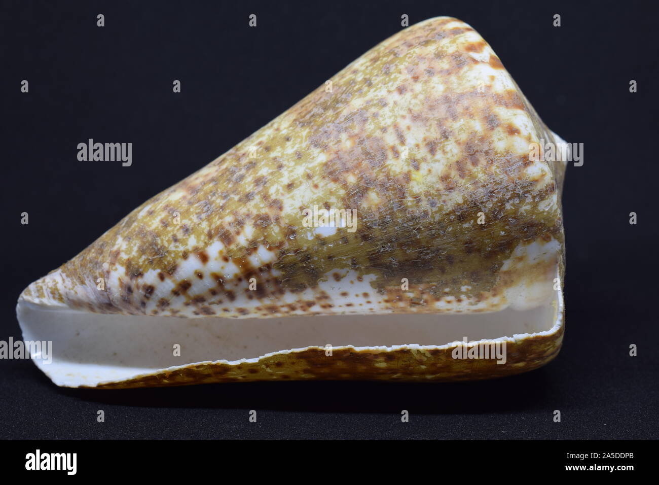 Large conch of Strombus Bobonius side view on black background. Natural ...