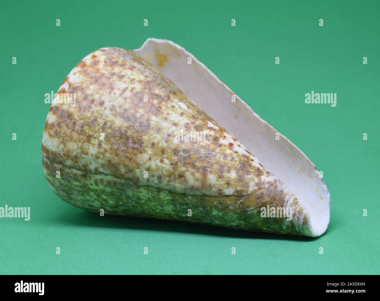 Large conch of Strombus Bobonius side view on green background. Natural ...