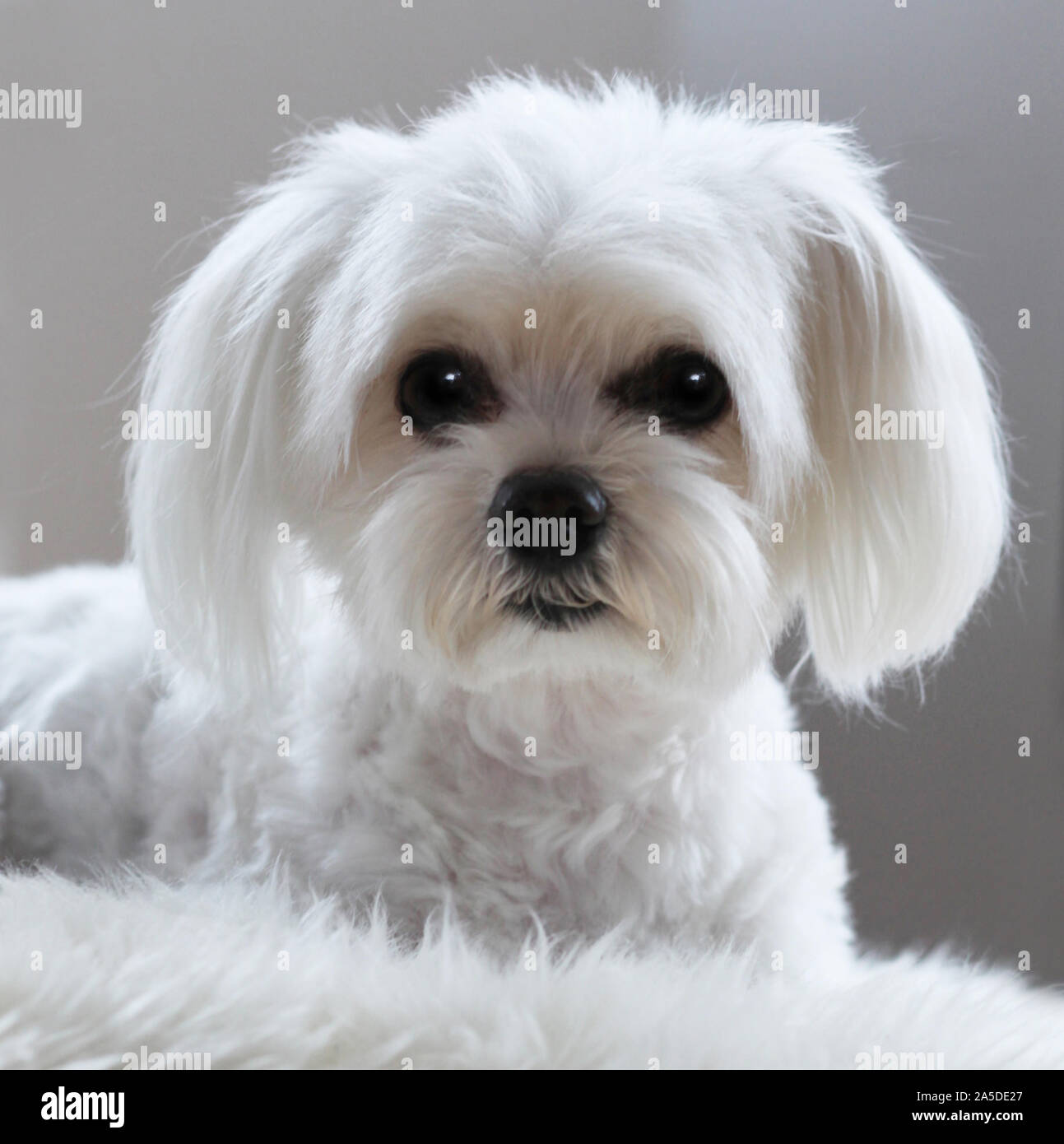 Headshot of a maltese hi-res stock photography and images - Alamy
