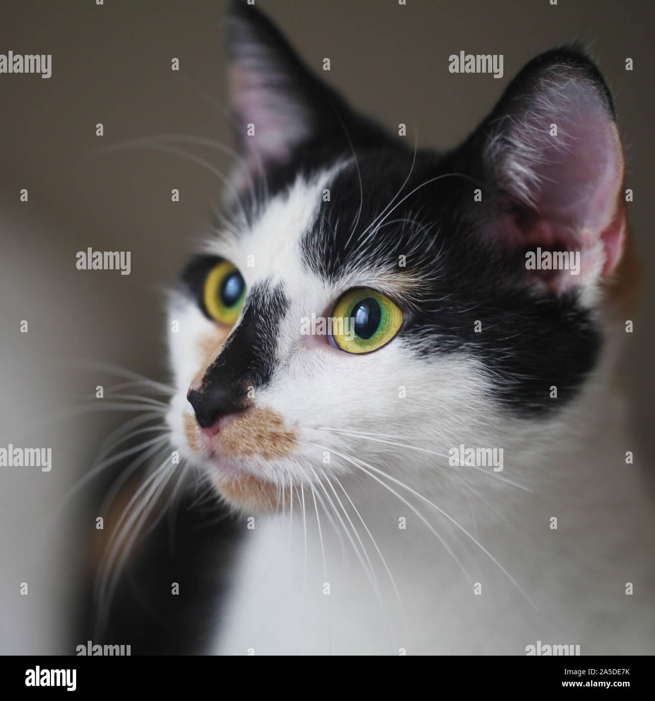 Calico fur pattern hi-res stock photography and images - Alamy