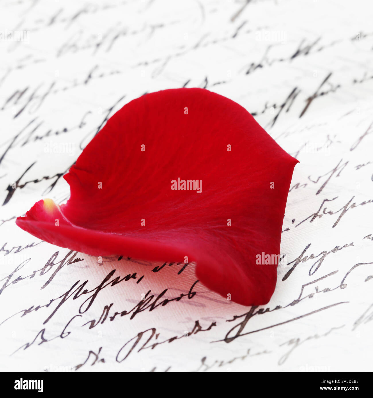 A Red Rose Petal On A Handwritten Letter Stock Photo - Alamy