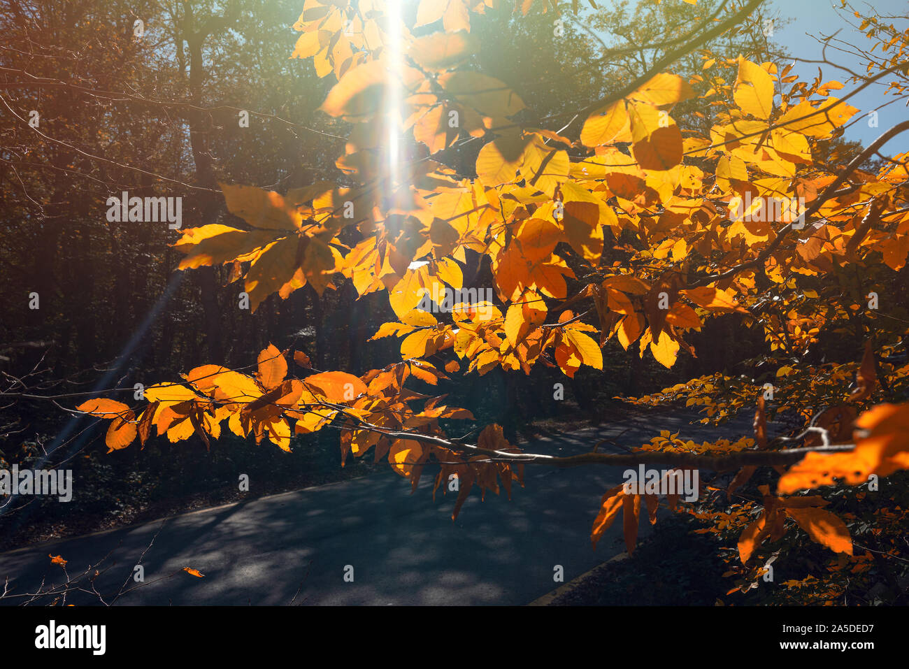 Sunbeam and leaves hi-res stock photography and images - Alamy