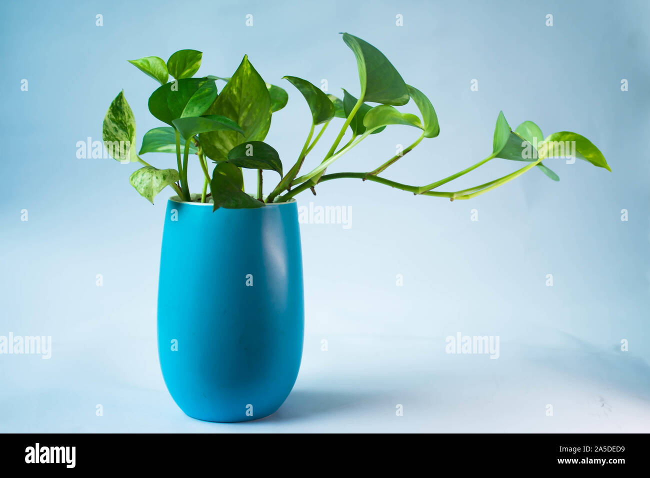 Beautiful clay indoor plan pot hi-res stock photography and images - Alamy